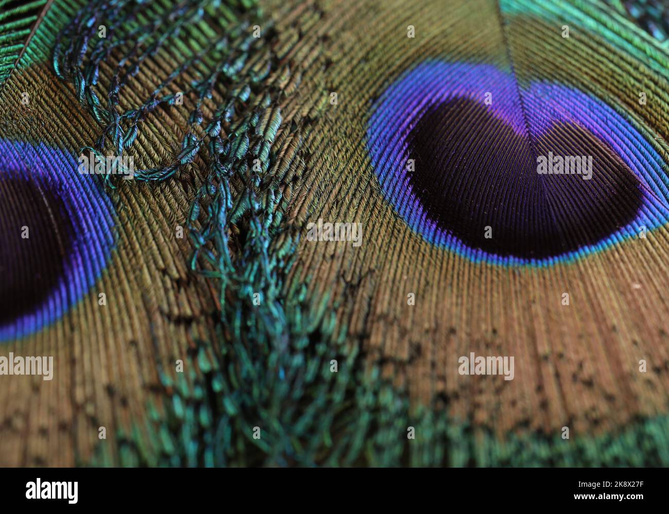 Beautiful and colorful peacock bird feather seamless lines abstract ...