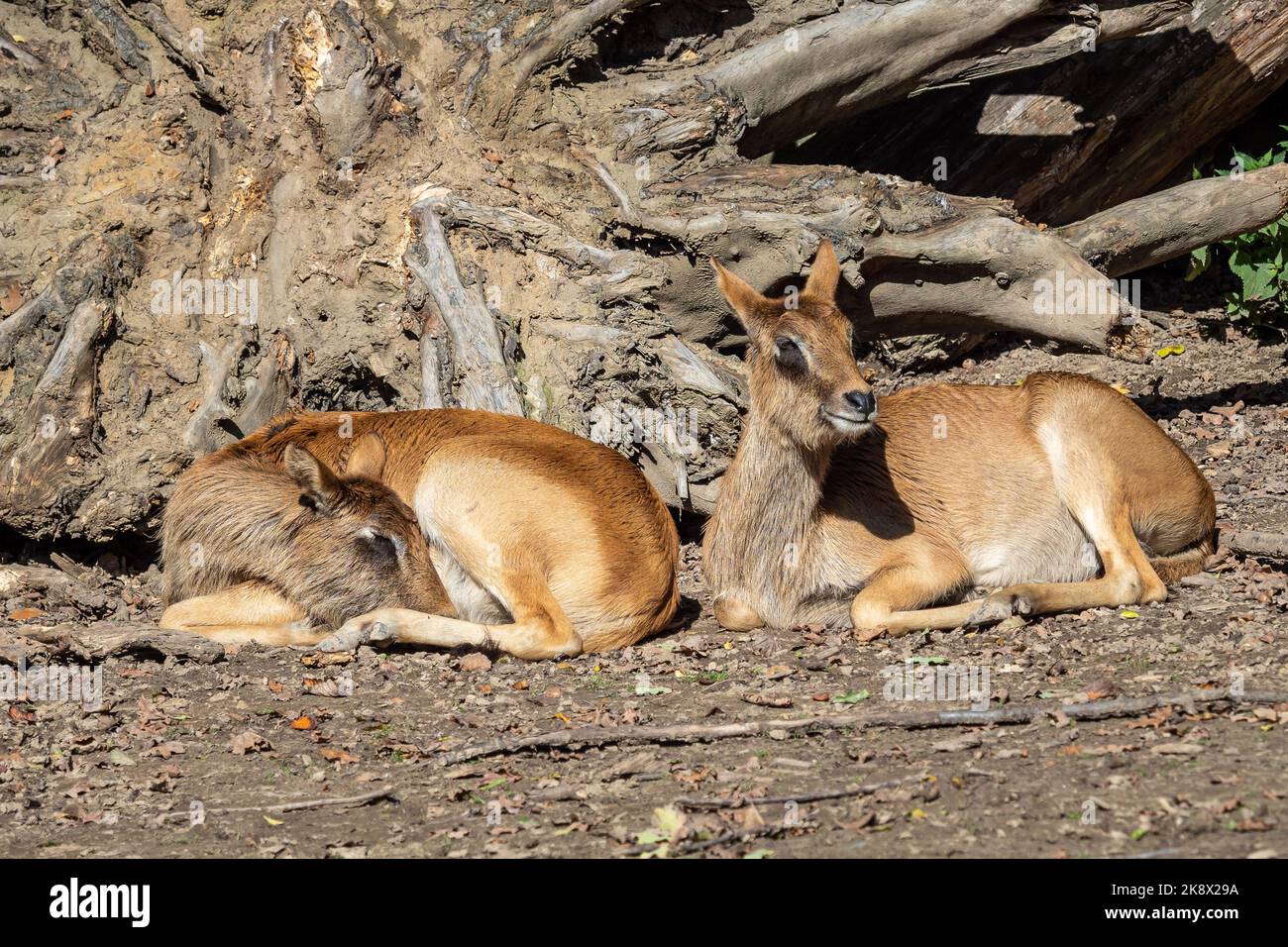 Group of Nile lechwe or Mrs Gray's lechwe (Kobus megaceros) is an ...