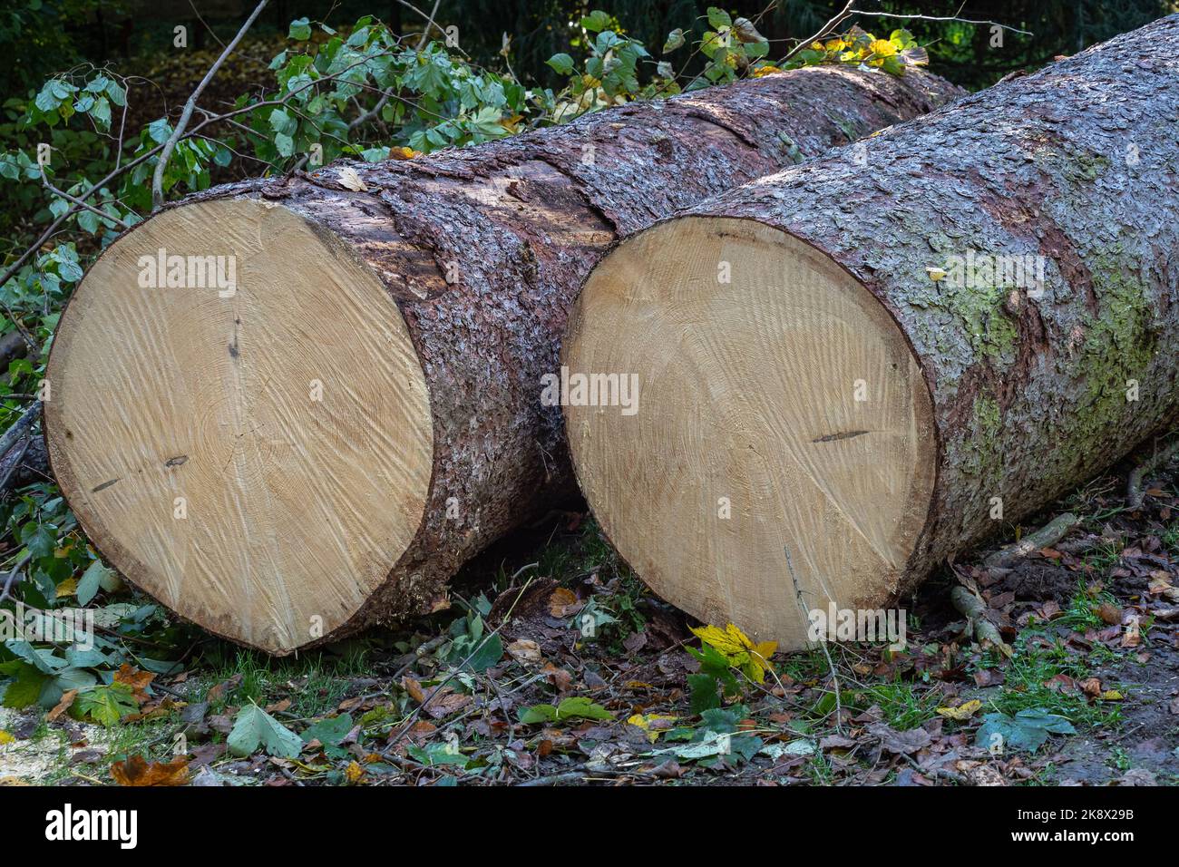 Two felled tree trunks lying on the forest ground Stock Photo - Alamy