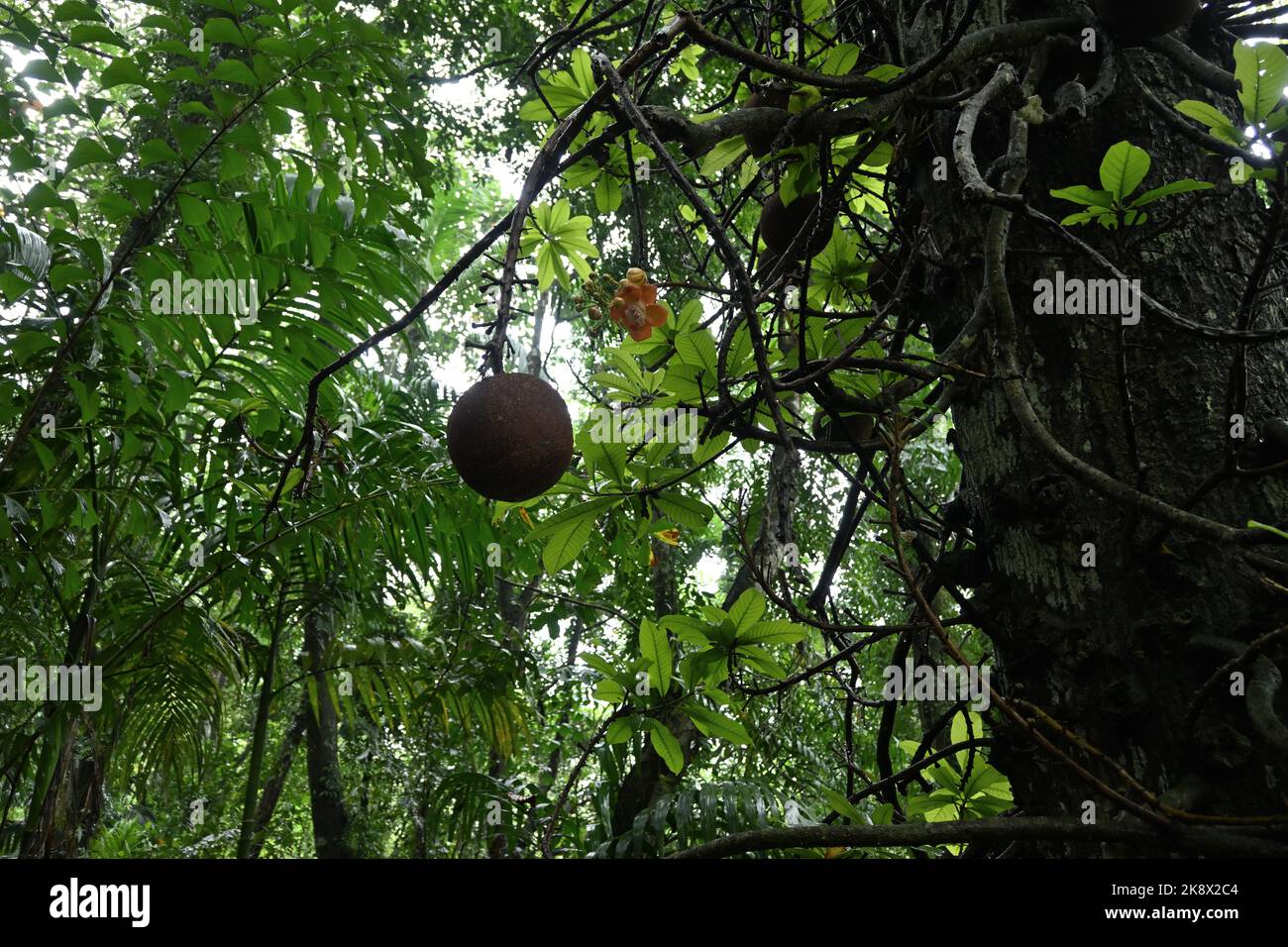 Low angle view of a hanging large cannonball fruit and flower with the ...