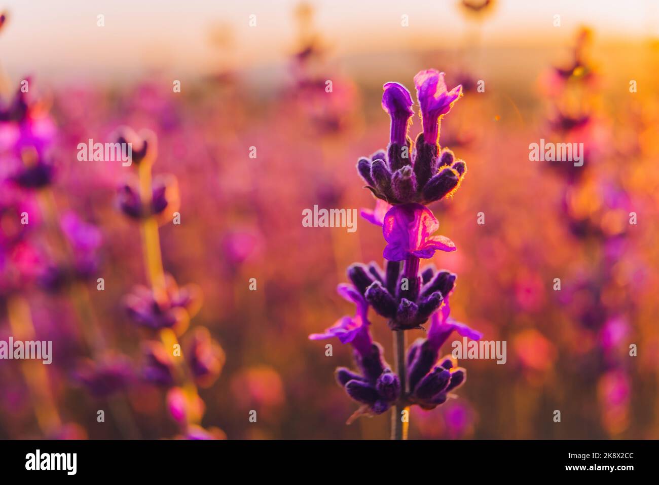 Lavender flower background with beautiful purple colors and bokeh ...
