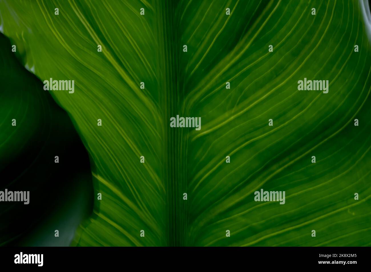 Abstract Calla lily leaf impressionism showing pattern from underside ...