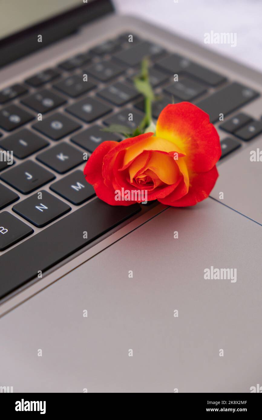 Home office workspace modern keyboard and red rose flower. Feminine ...