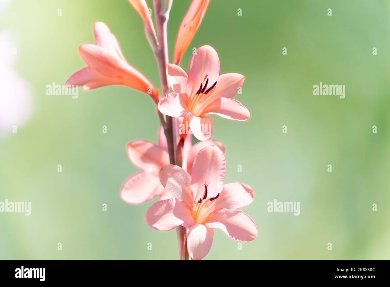 long stems delicate flowers catching sunlight Stock Photo - Alamy