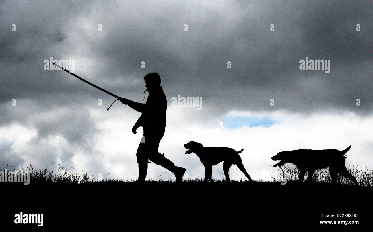 Wired haired hunting dogs hi-res stock photography and images - Alamy
