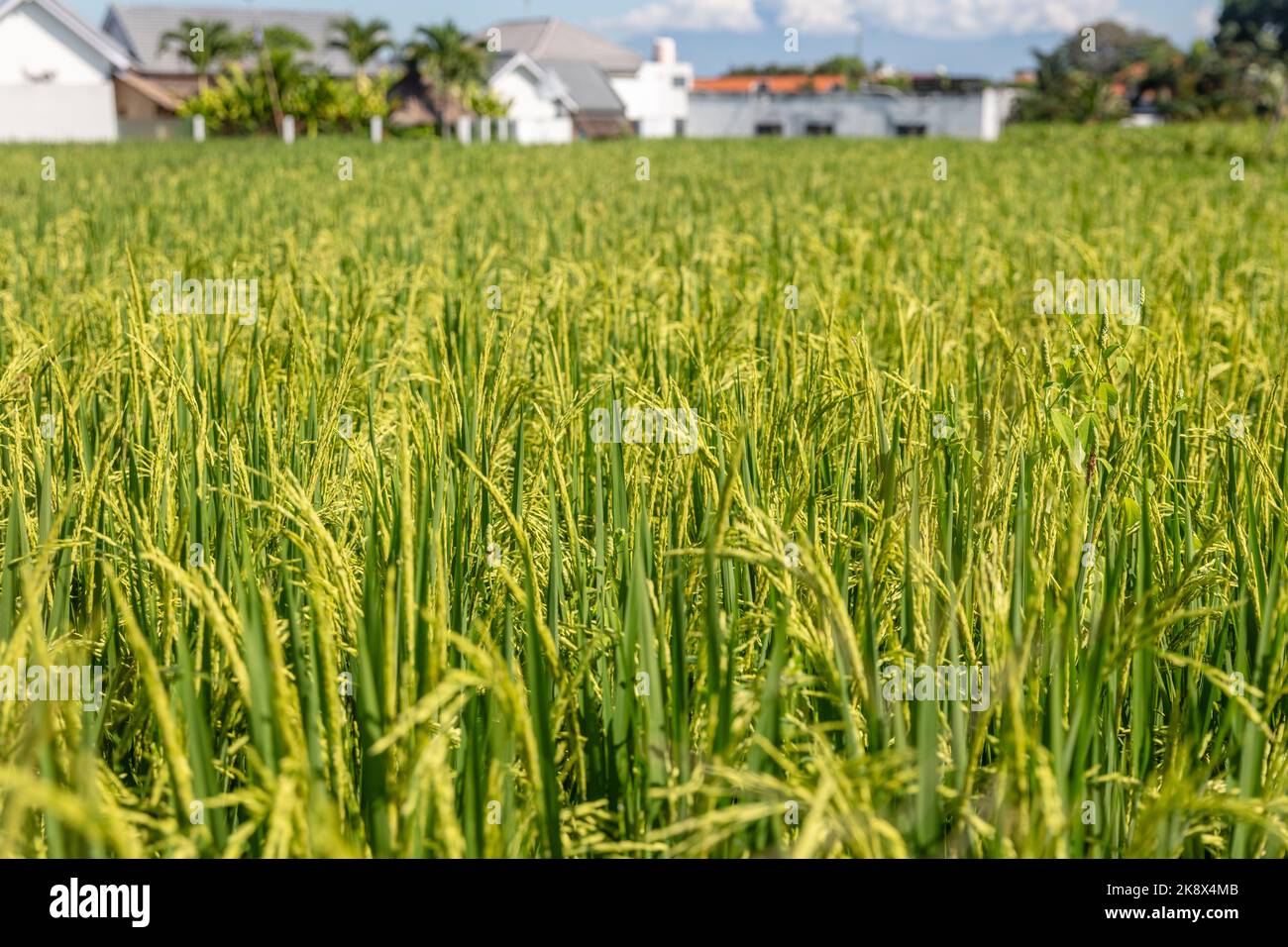 Rice field, trees and houses, rural landscape, Umalas, Bali Island ...