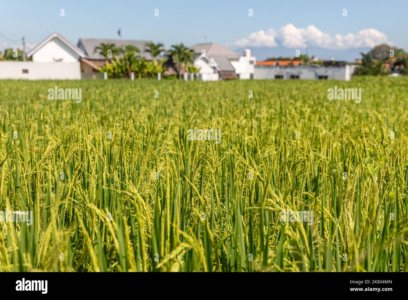 Rice field, trees and houses, rural landscape, Umalas, Bali Island ...