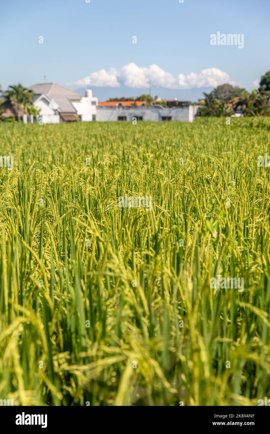 Rice field, trees and houses, rural landscape, Umalas, Bali Island ...