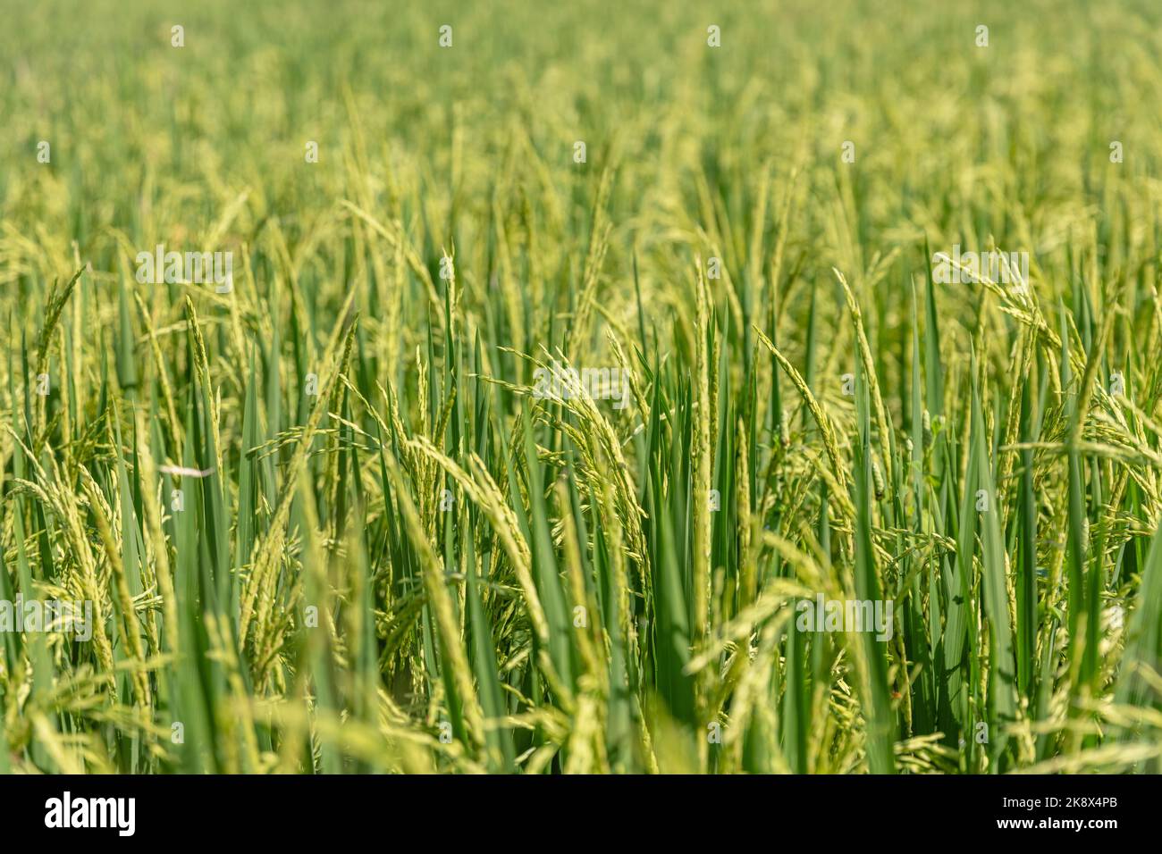 Rice field with growing ripe rice ready for harvesting. Bali Island ...