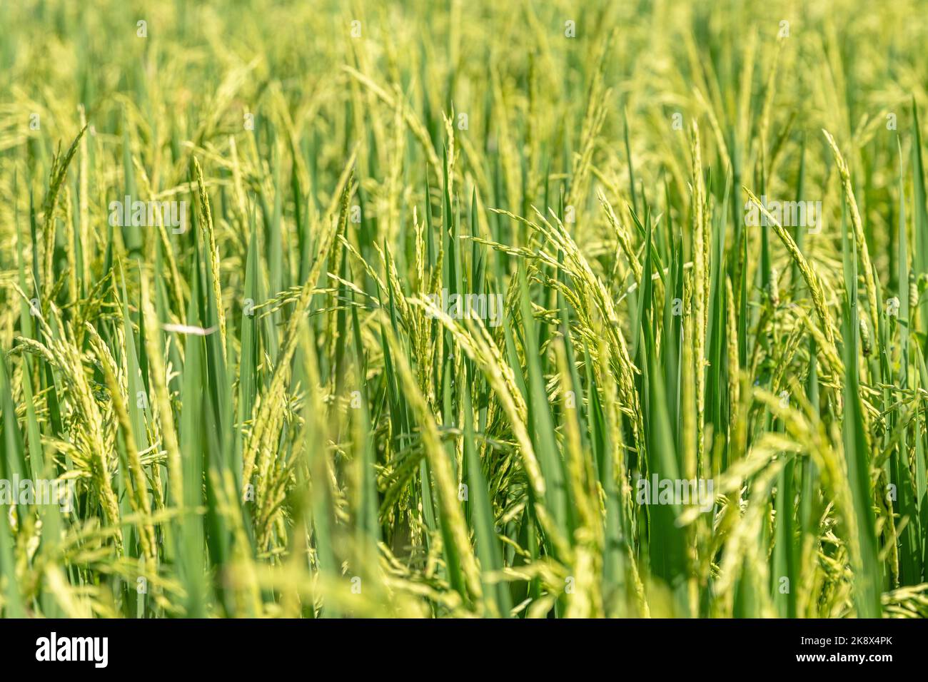 Rice field with growing ripe rice ready for harvesting. Bali Island ...