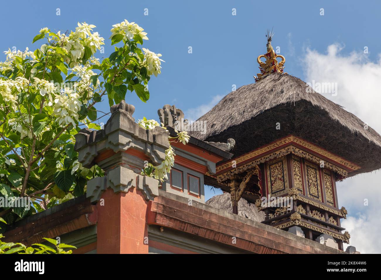 White Mussaenda or Buddha's Lamp blooming tree in the yard of a local ...