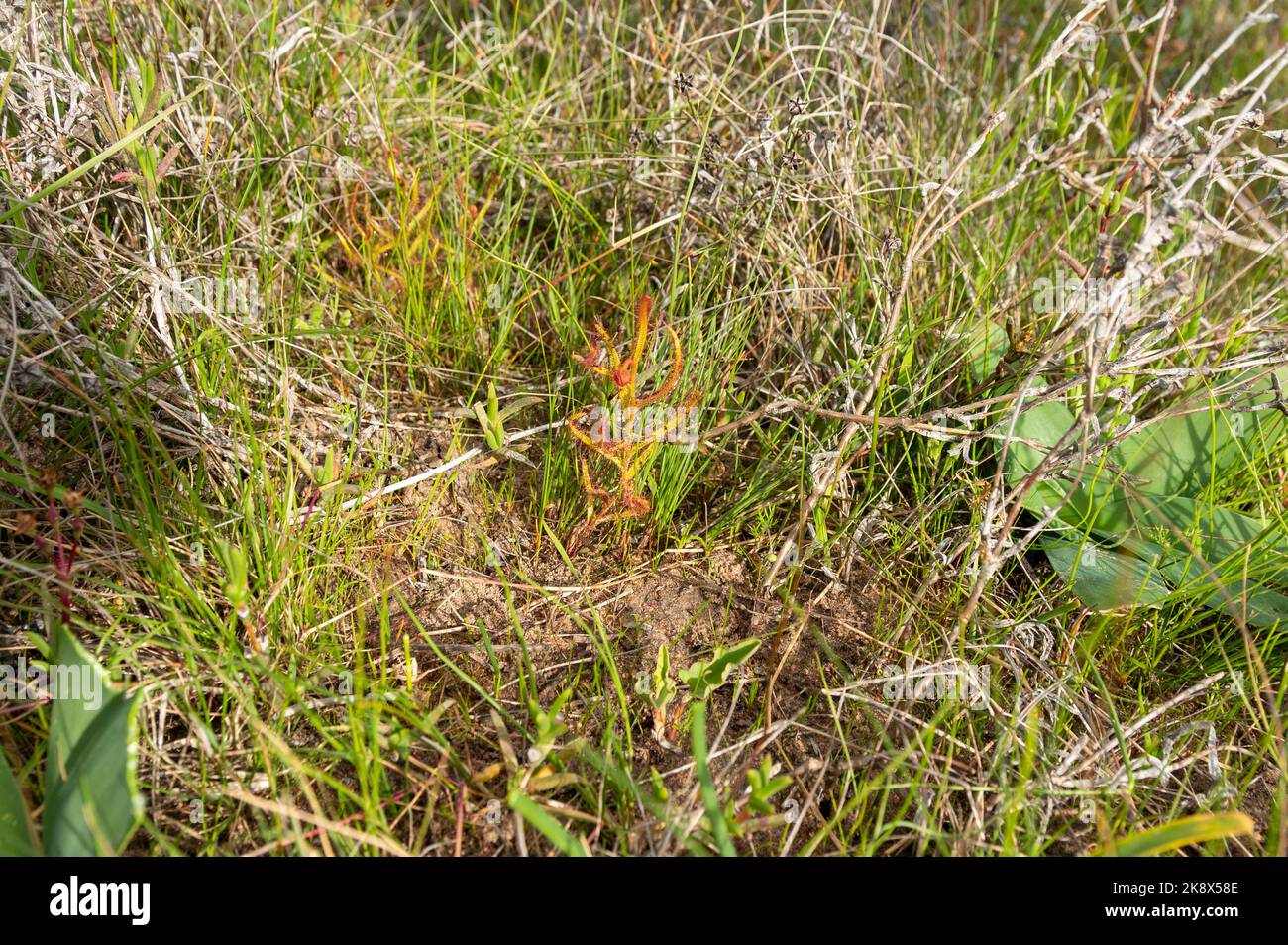 Small Drosera cistiflora, a carnivorous plant, growing in Renosterveld ...
