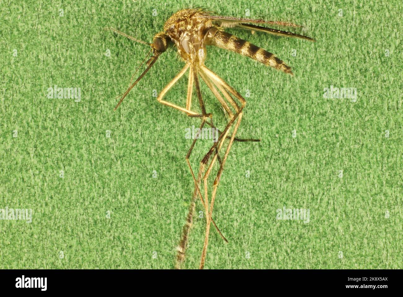 Lateral stripes hi-res stock photography and images - Alamy