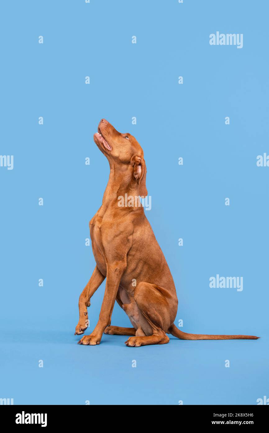 Beautiful hungarian vizsla dog full body studio portrait. Dog sitting ...