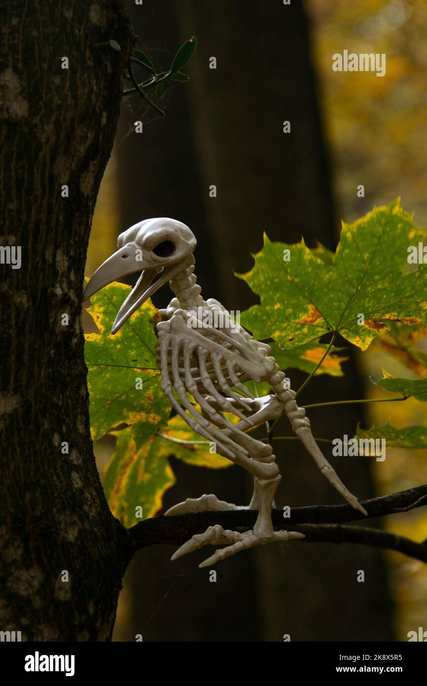 Halloween holiday photo of raven bird skeleton Stock Photo - Alamy