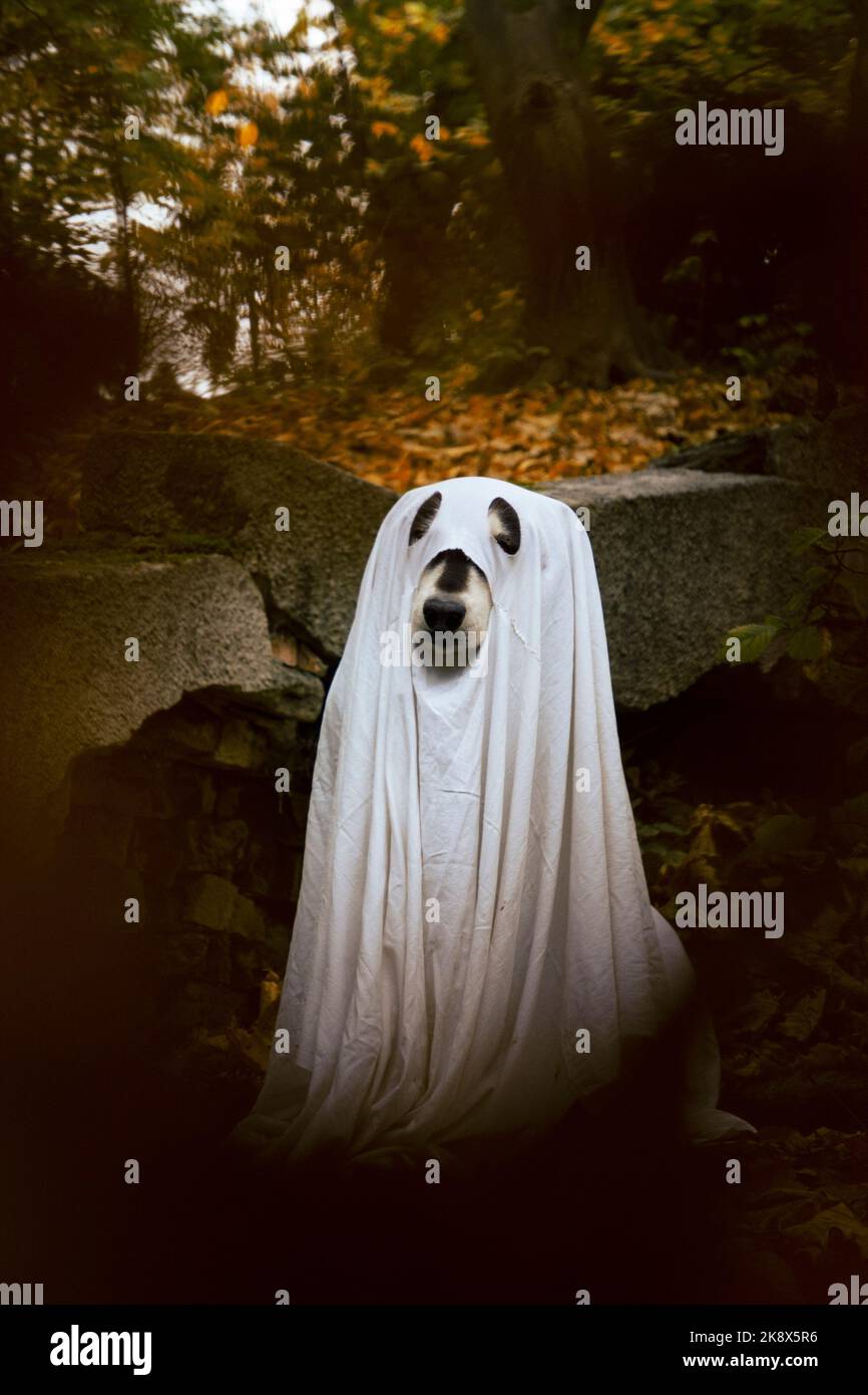 Scary dog costume hi-res stock photography and images - Alamy