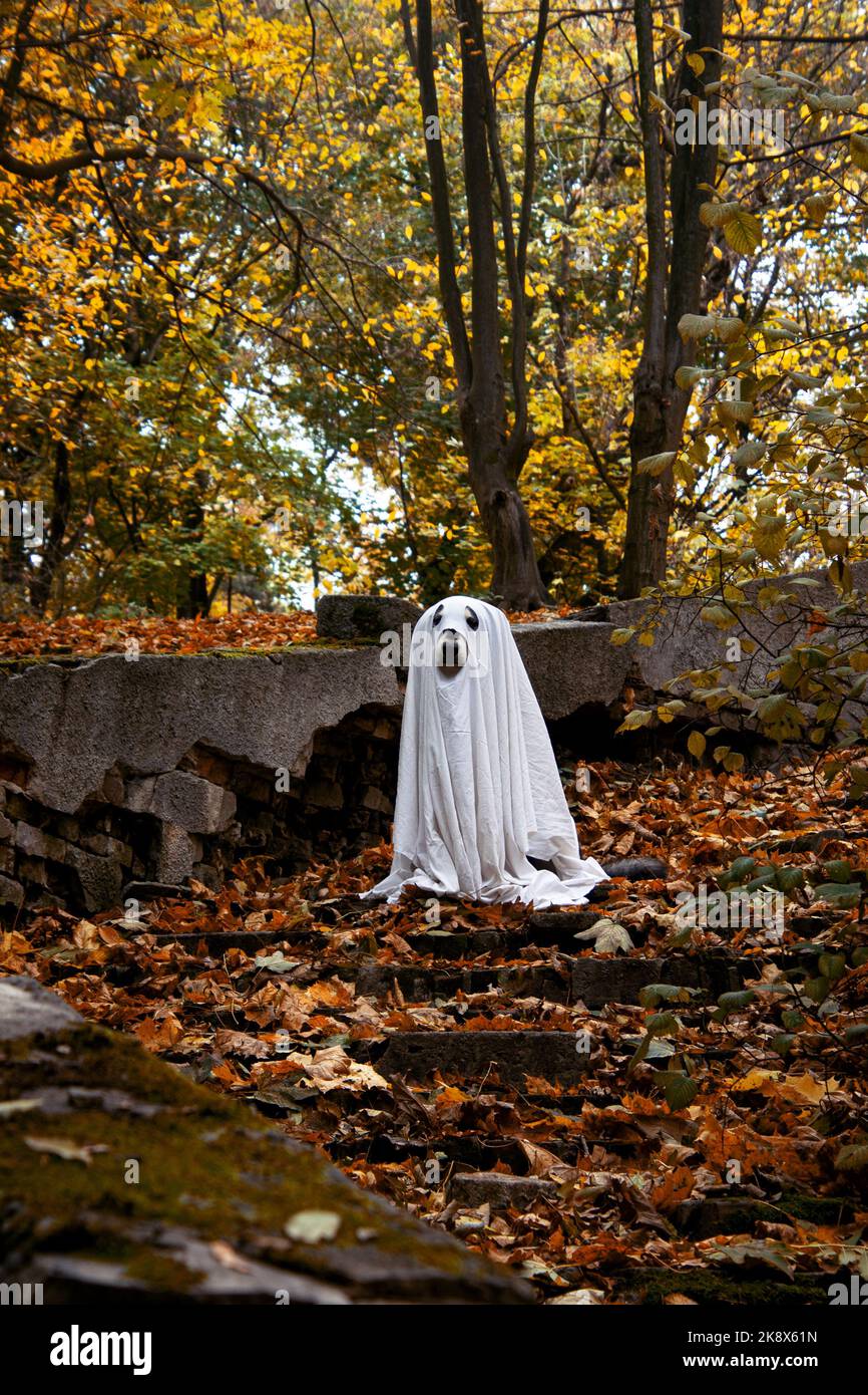Dog in a ghost costume. Halloween concept Stock Photo - Alamy