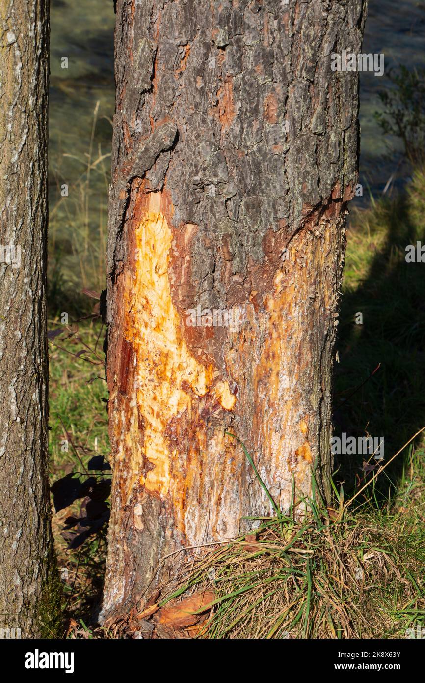 Tree trunk with bark peeled off by wild eating by deer in autumn Stock ...