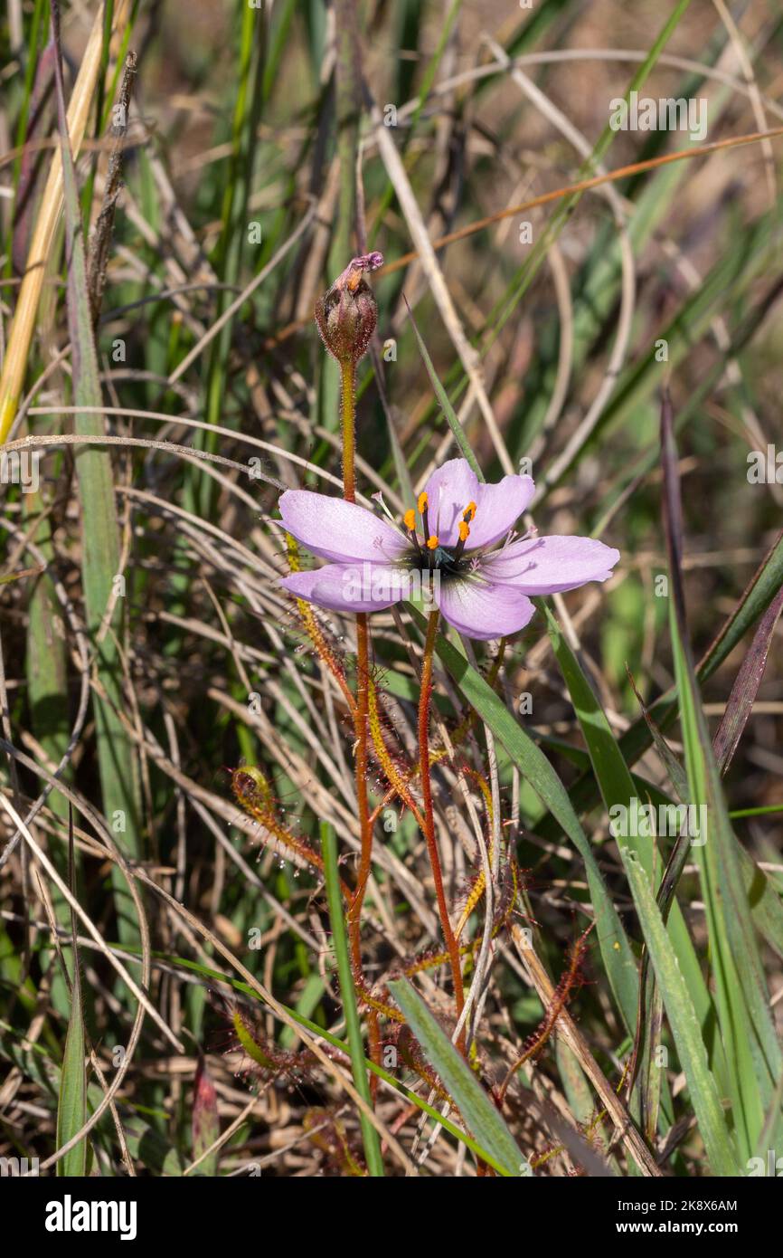 Mauve flower of the Sundew Drosera cistiflora between gras in natural ...