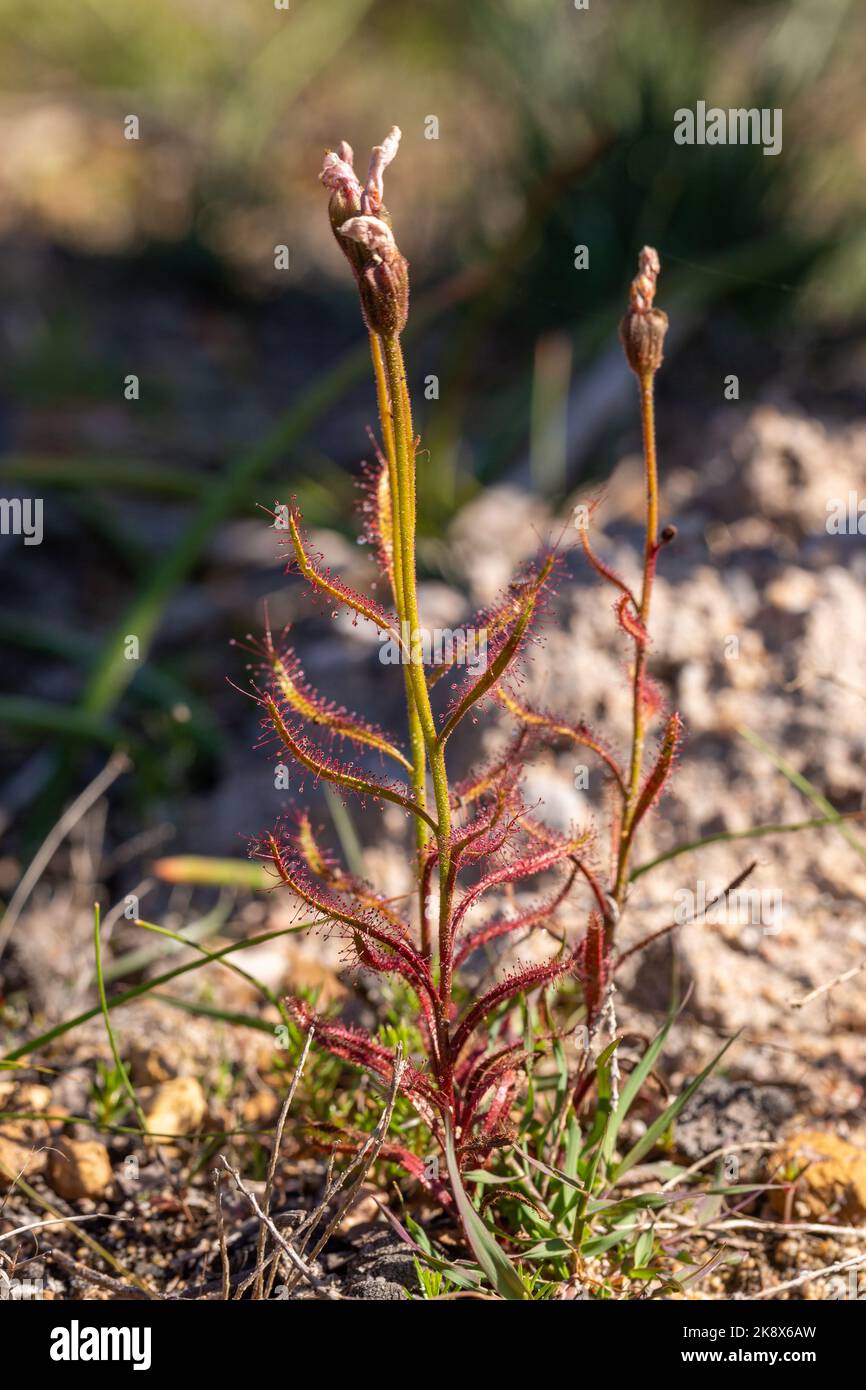Drosera cistiflora, taken in natural habitat near Paarl, Western Cape of South Africa Stock ...