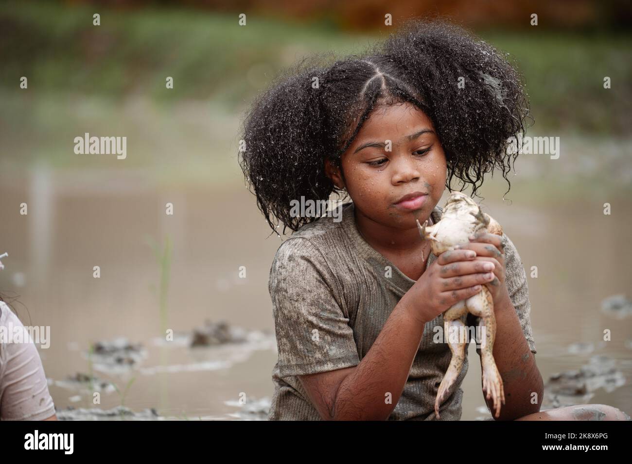 African-American child girl catching big frog in the large wet mud ...