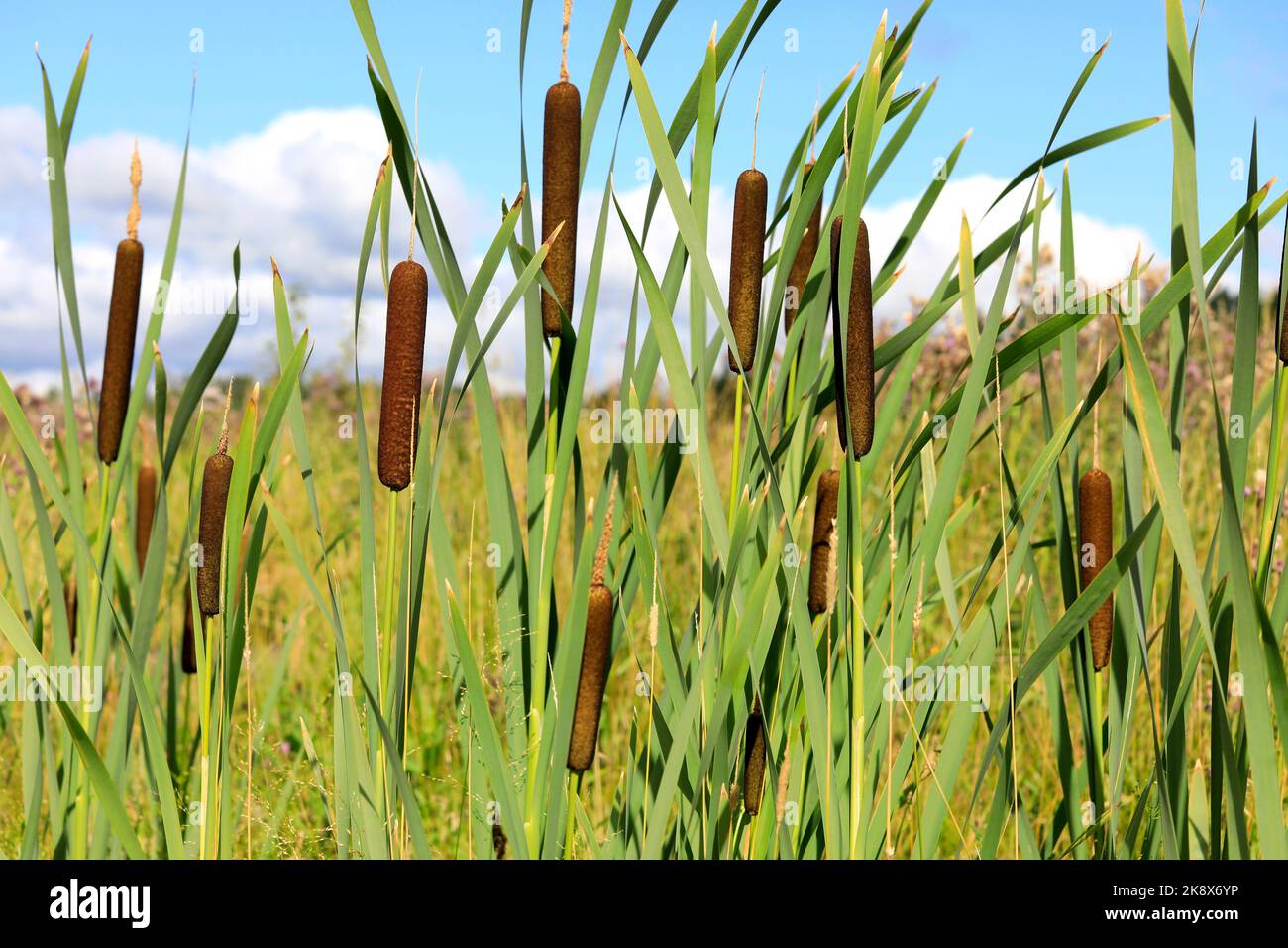 Typha latifolia, also called Bulrush or Common Cattail growing in a ...