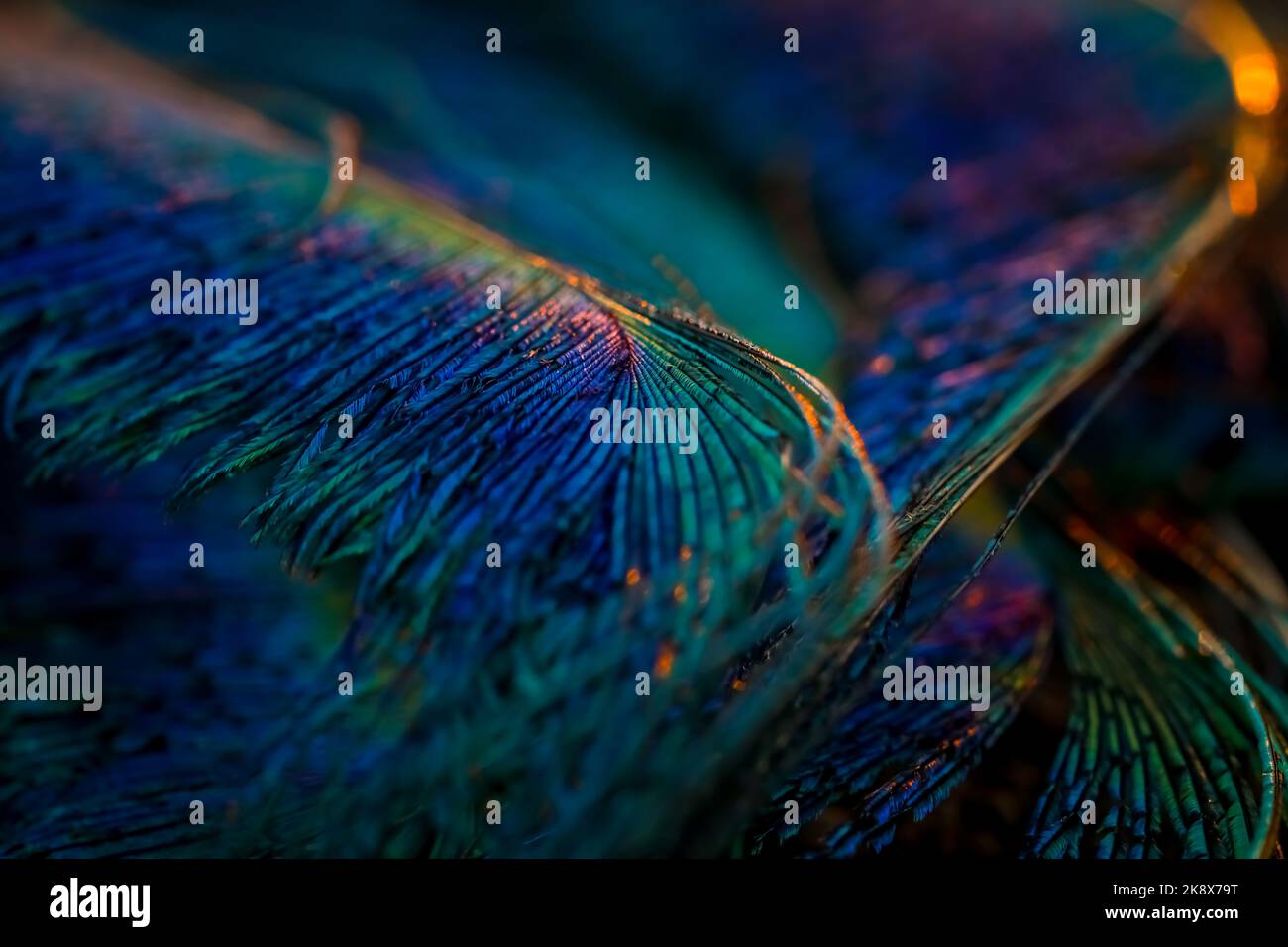 Beautiful and colorful peacock bird feathers seamless lines abstract ...