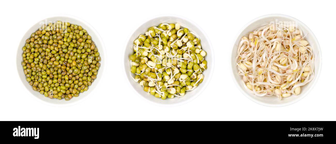 Mung beans, dried, sprouted, and mung bean sprouts, in white bowls ...
