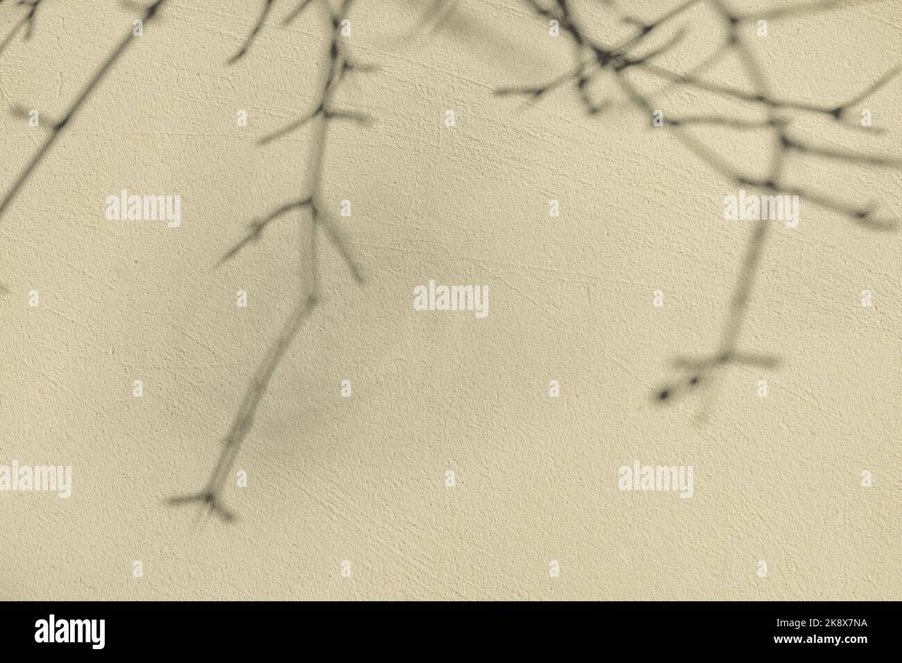 Shadow of branches on beige concrete wall texture background Stock Photo - Alamy
