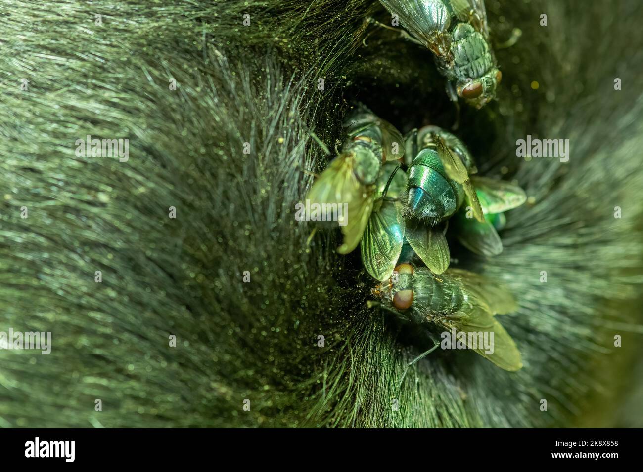 Flies close up view on a dog body eating Stock Photo - Alamy