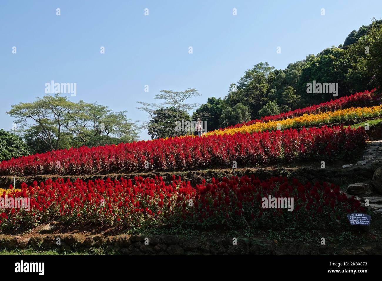 More than 100,000 crown flowers in Qingxiu Mountains in Nanning City ...