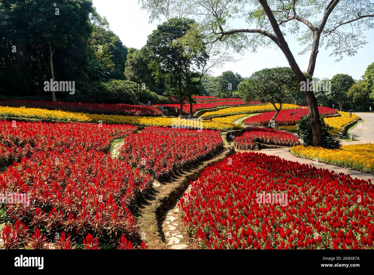 More than 100,000 crown flowers in Qingxiu Mountains in Nanning City ...