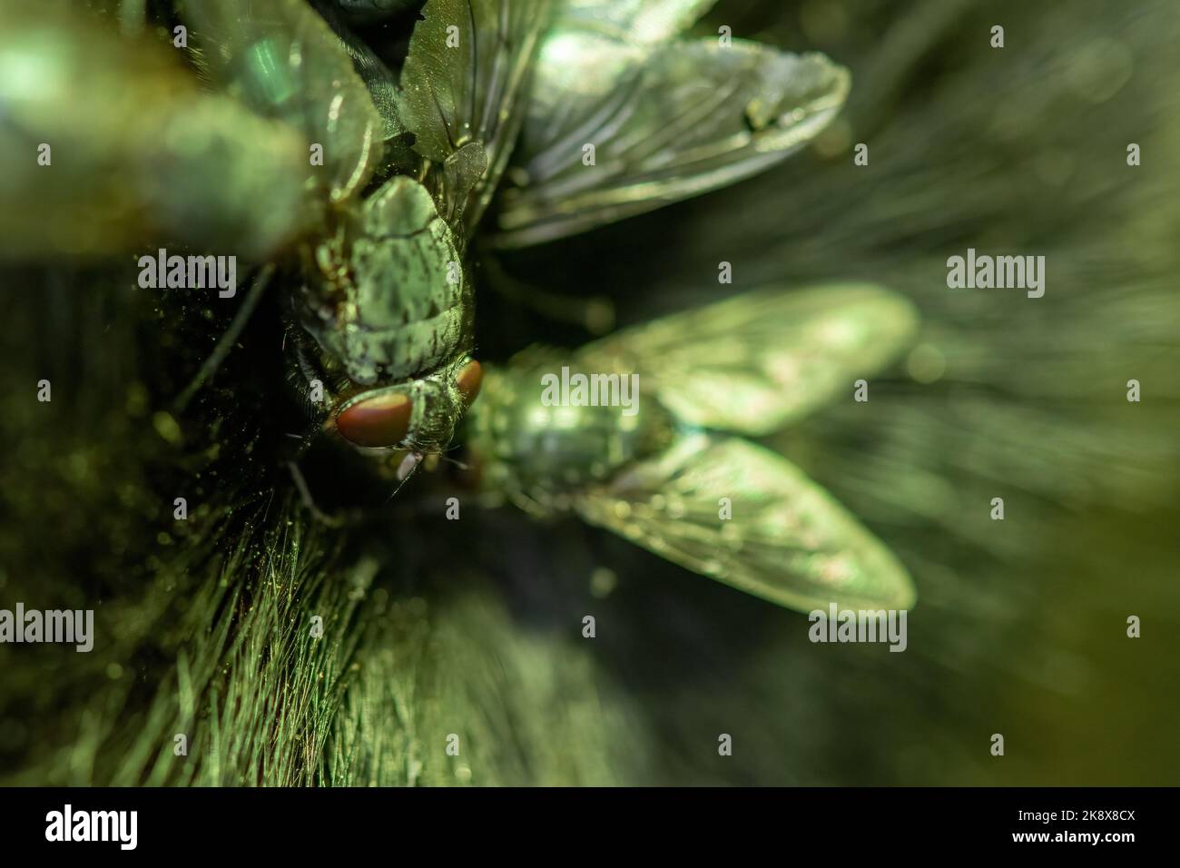 Close up view of flies eating a decayed animal body Stock Photo - Alamy