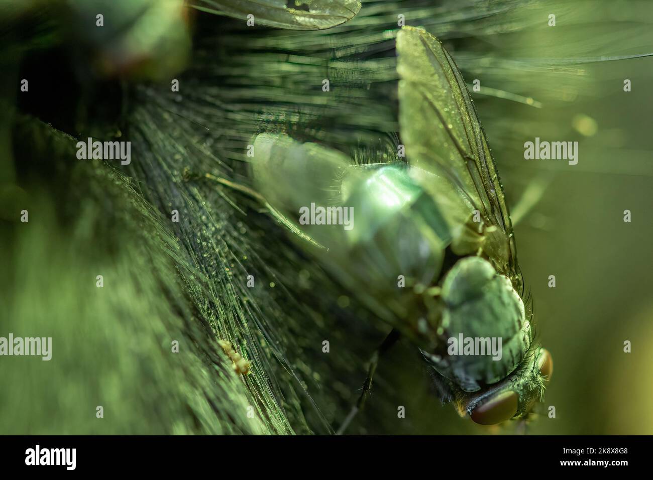 Fly eating a decayed animal body Stock Photo - Alamy