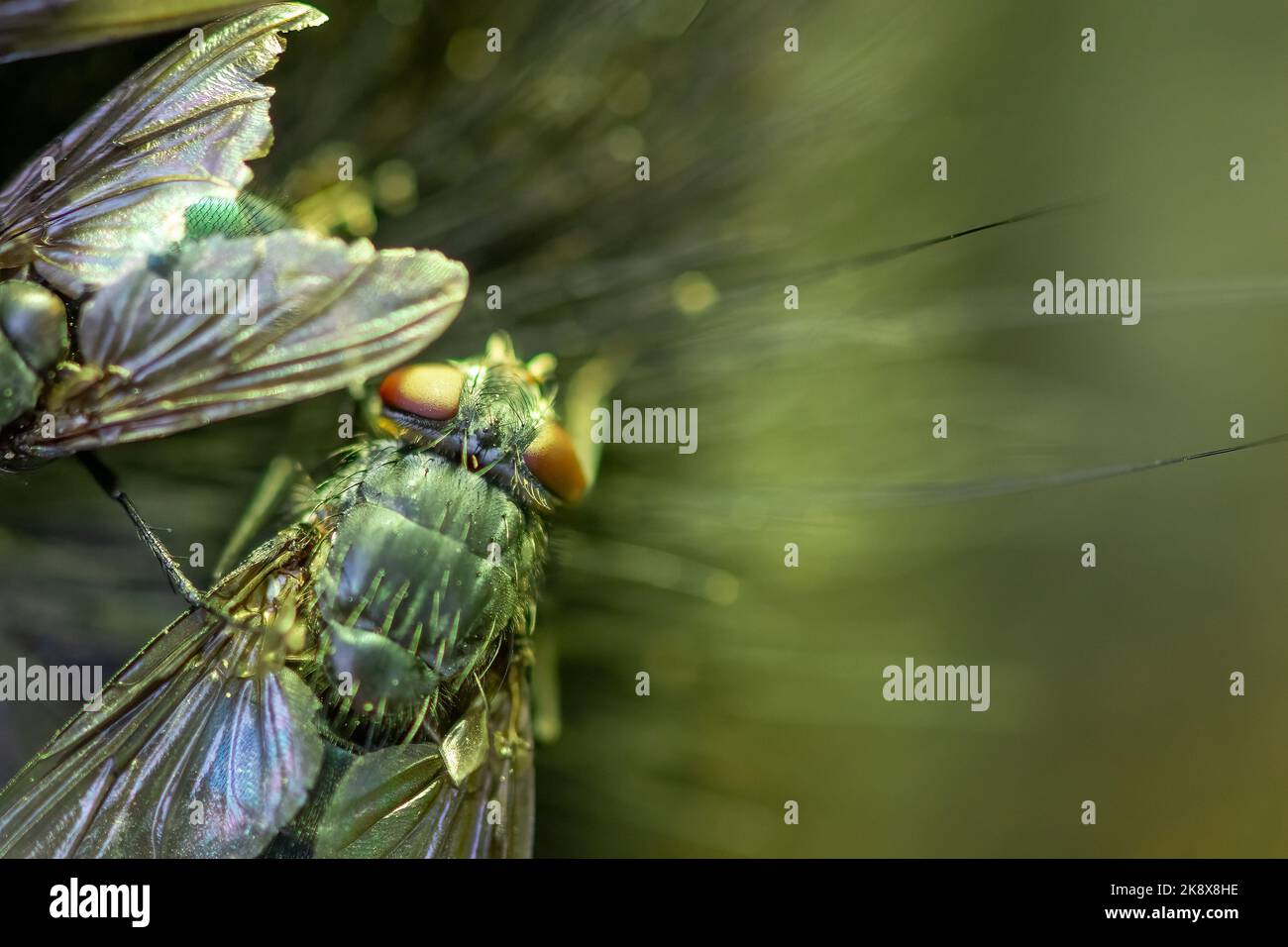 Macro photo of flies eating a decayed animal body Stock Photo - Alamy