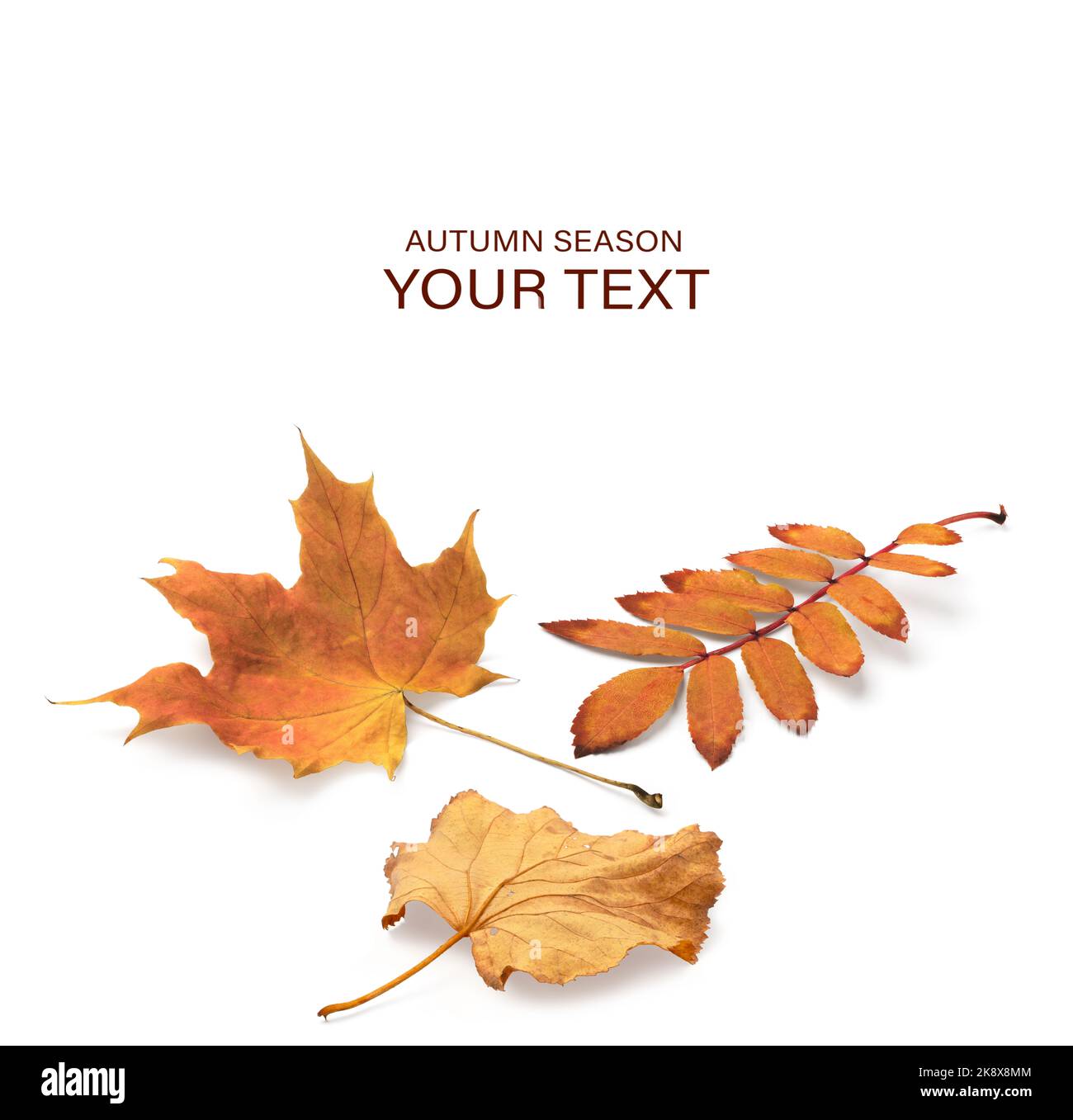 Autumn yellow orange leaves falling down Isolated on white background ...