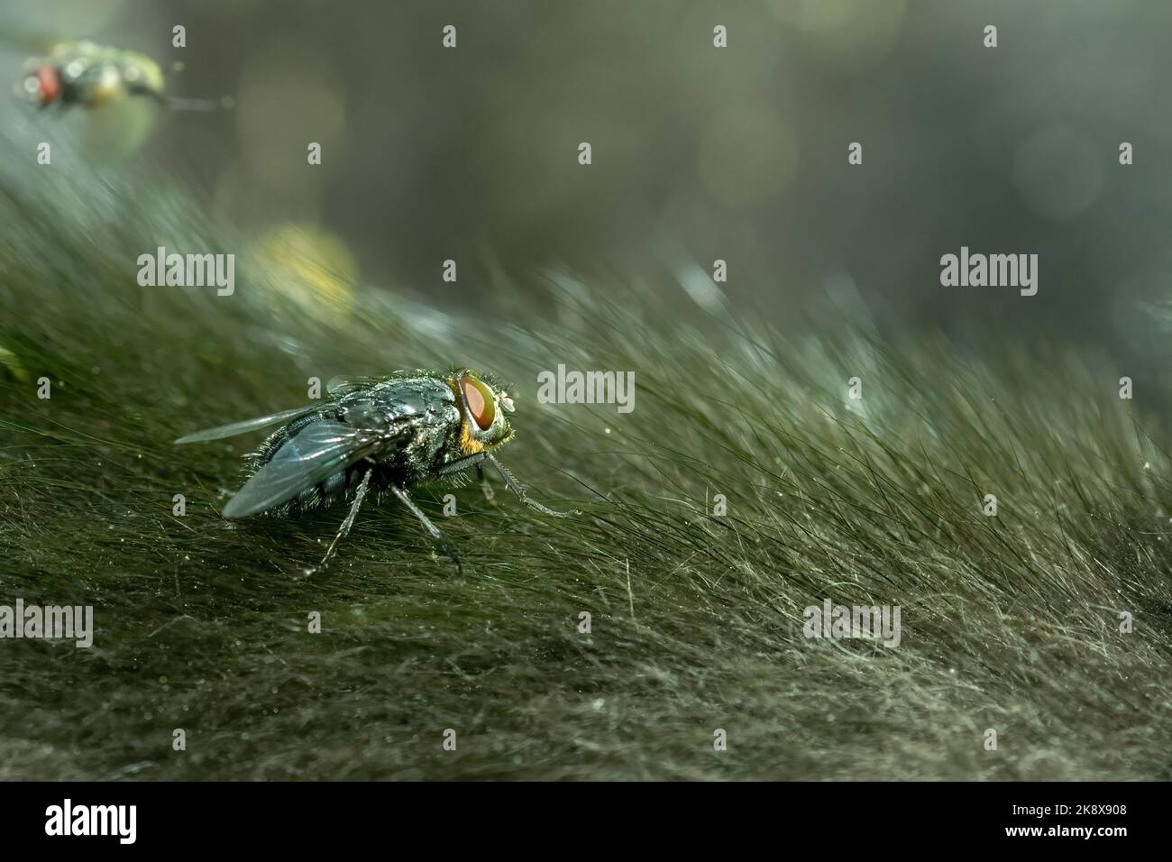 Dog body hi-res stock photography and images - Alamy