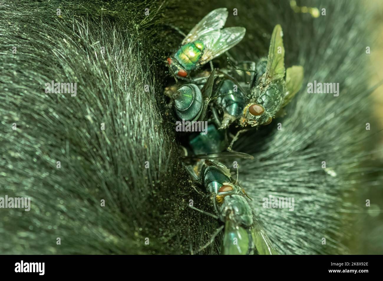 Corpse of dog hi-res stock photography and images - Alamy