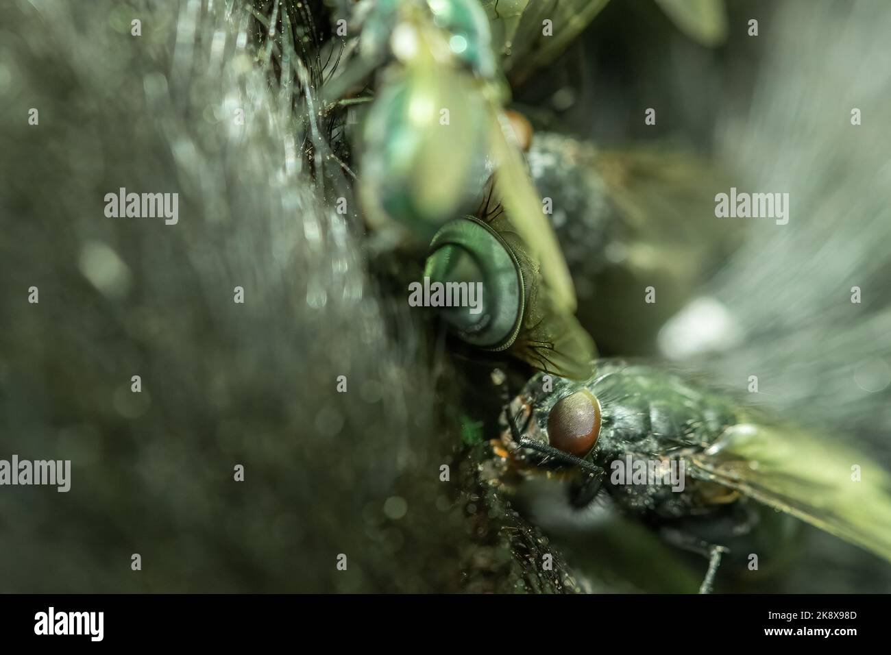 Close up view of flies on a dog corpse eating Stock Photo - Alamy
