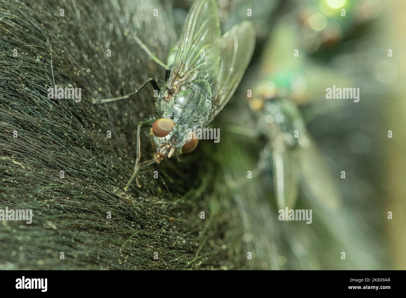 Dog corpse hi-res stock photography and images - Alamy