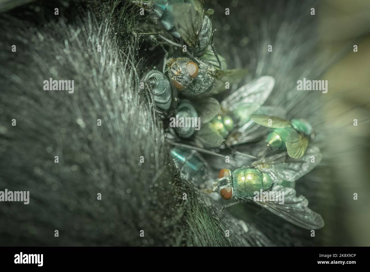 micro, insecta, macro photography, parasite, eat, decompose, fear, fly ...