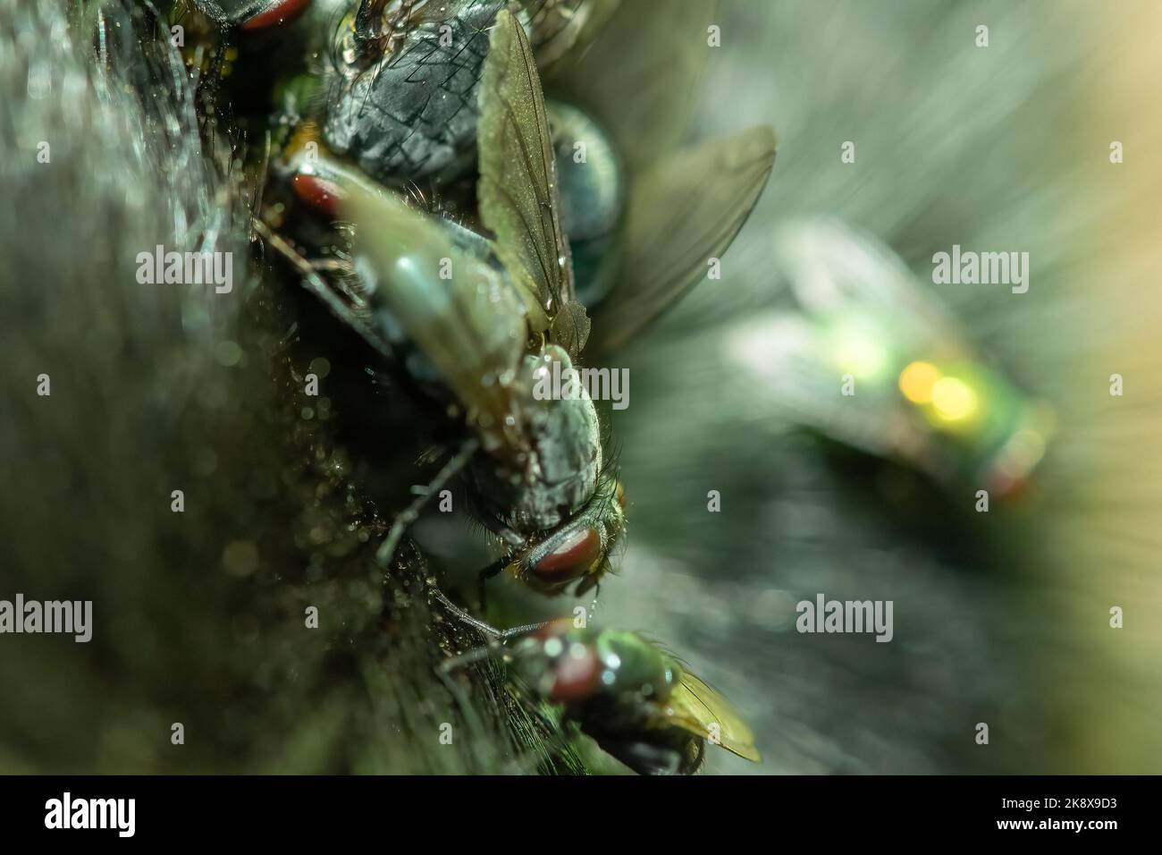 Flies eating a decayed dog corpse out in a forest Stock Photo - Alamy