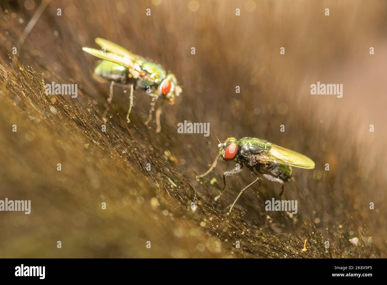 Dog corpse hi-res stock photography and images - Alamy