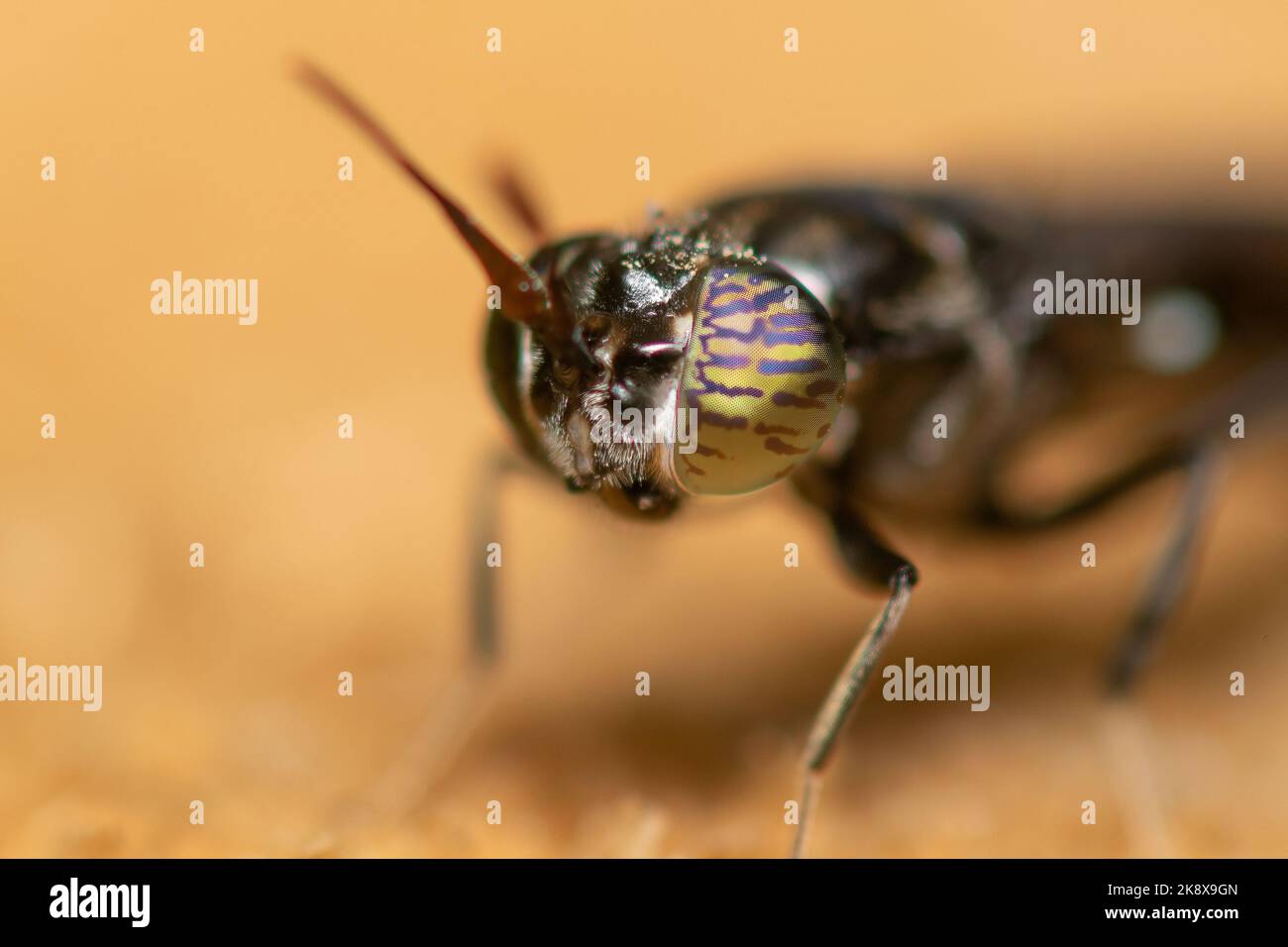Corpse fly hi-res stock photography and images - Alamy