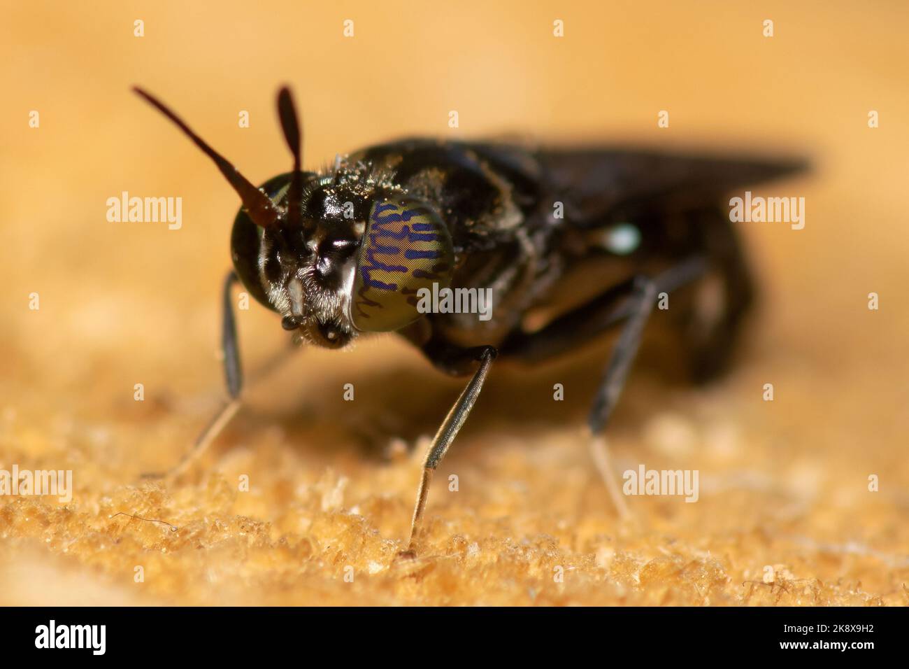 Fly parasite hi-res stock photography and images - Alamy