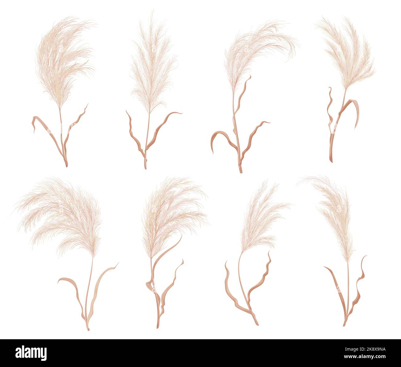 Pampas plume Stock Vector Images - Alamy