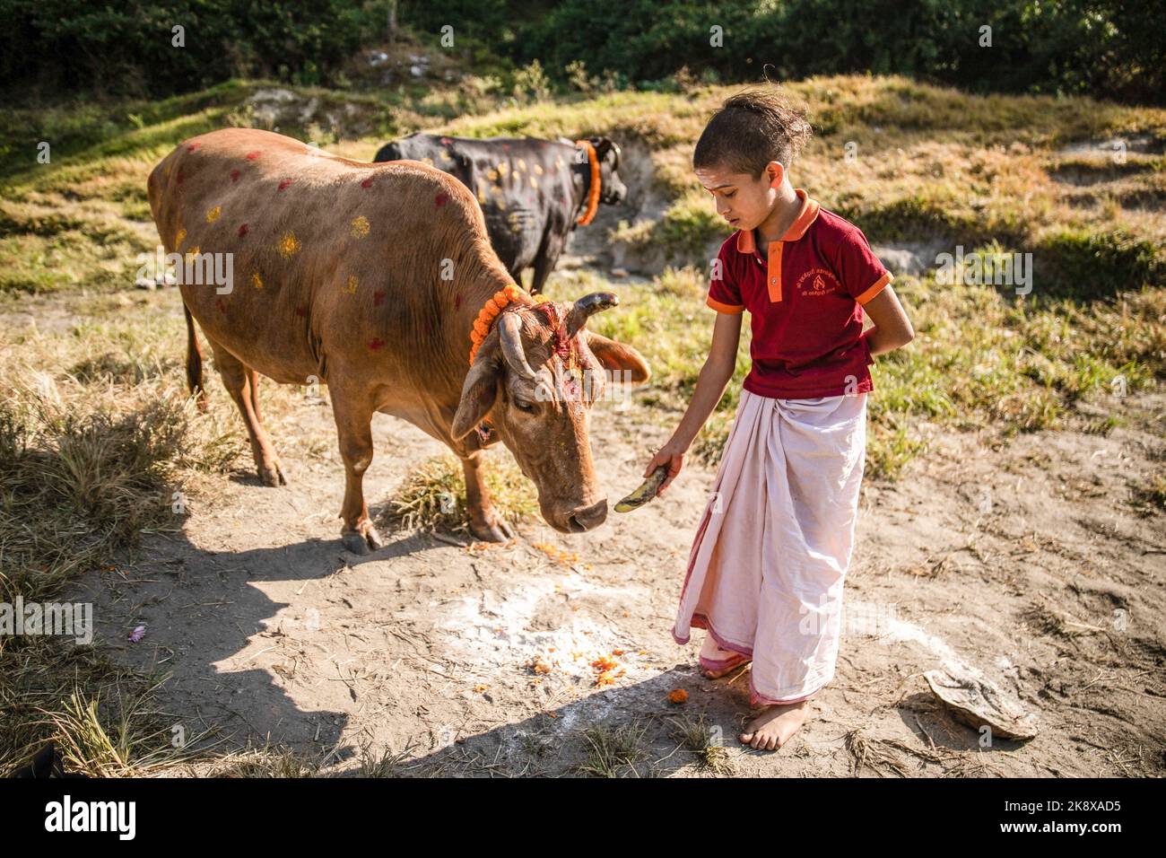 Kathmandu, Nepal. 02nd Nov, 2022. A devotee offers prayers to a cow during the Tihar festival ...