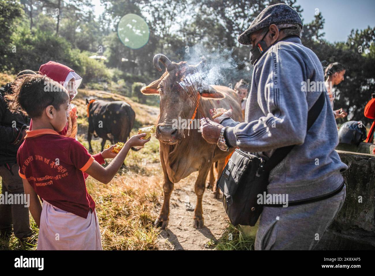 Hindu devotees offer prayers cow hi-res stock photography and images ...