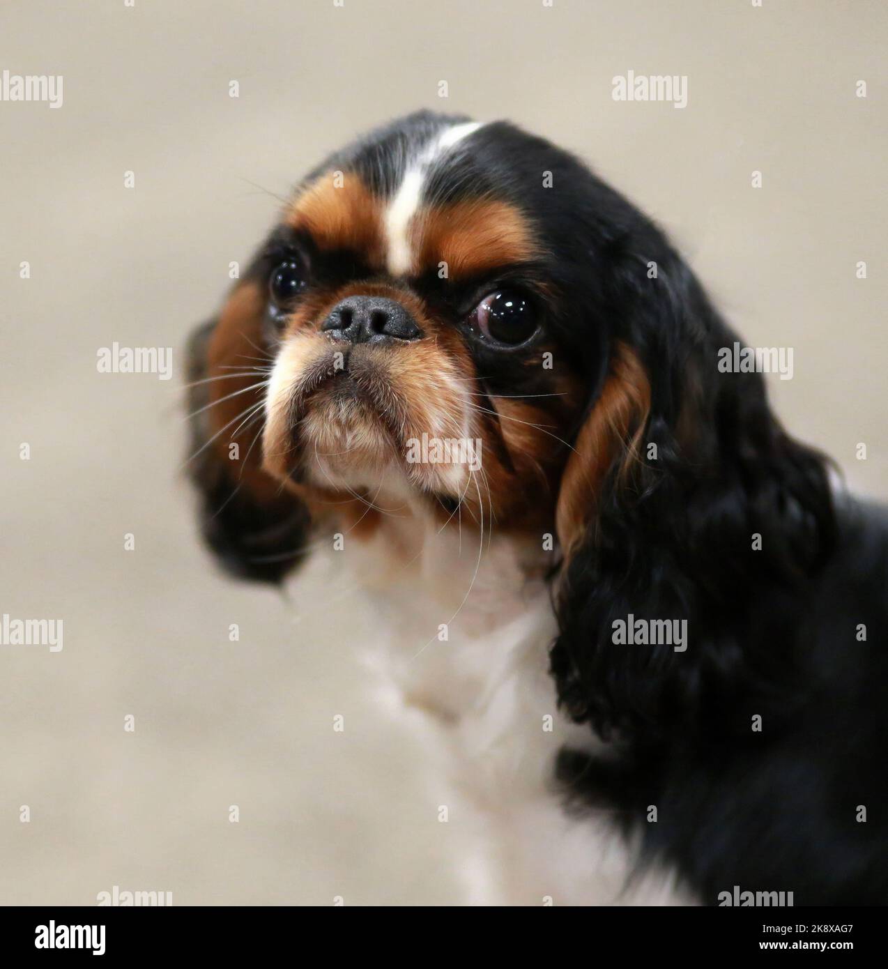 Cute little King Charles Spaniel, also known as a Charlie Stock Photo ...