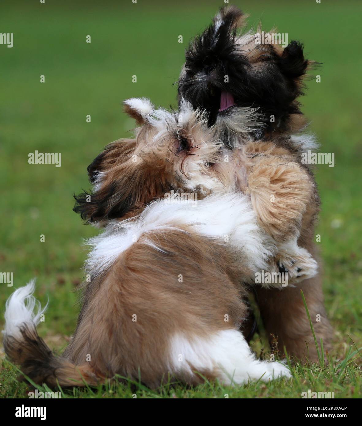 Shih tzu dog two puppies hi-res stock photography and images - Alamy